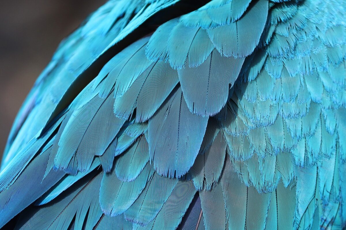 Psittacine Beak and Feather Disease (PBFD) - Skylark Vets