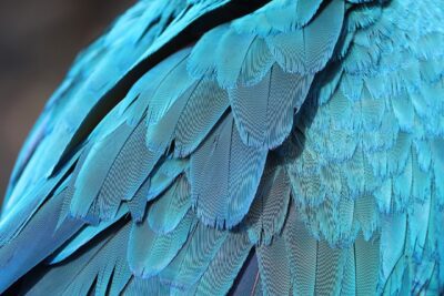 Psittacine Beak and Feather Disease (PBFD) - Skylark Vets